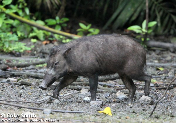 Warty Pigs! – SAN DIEGO ARCHAEOLOGICAL CENTER